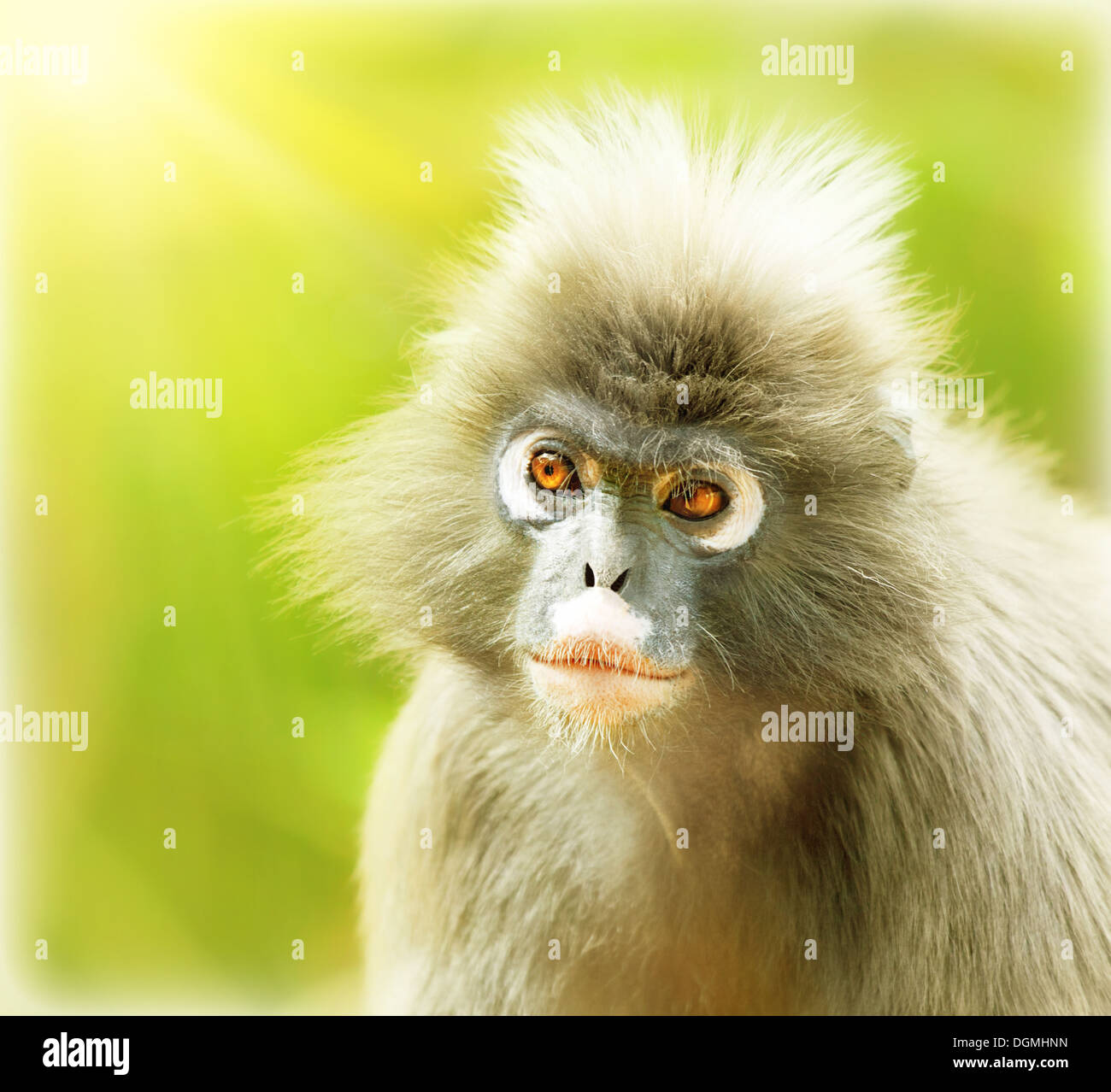 Dusky Leaf Monkey, close up portrait of a cute monkey face, animals ...