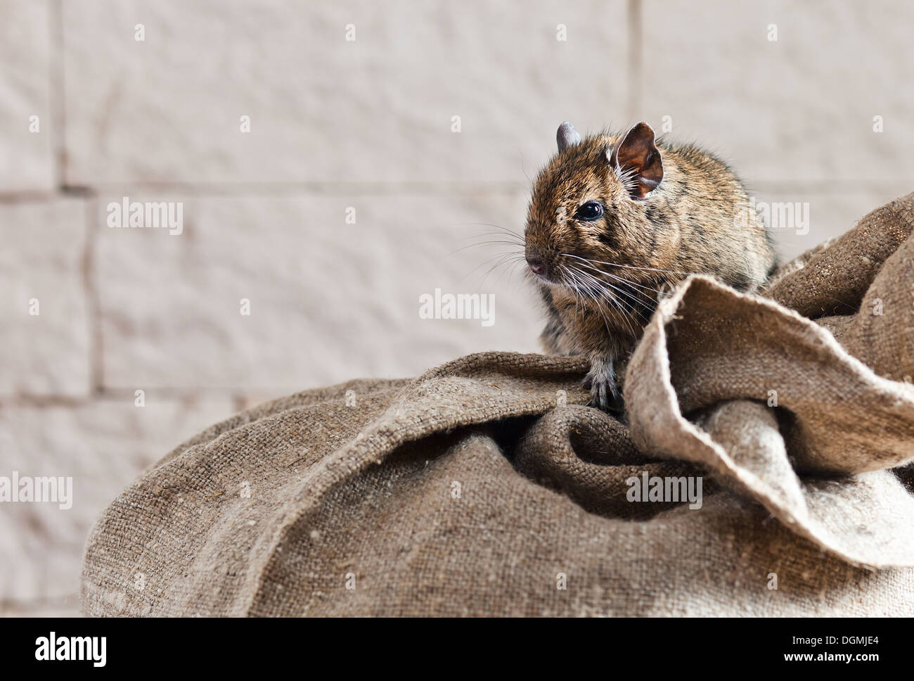 The degu (Octodon degus) is a small caviomorph rodent that is endemic ...