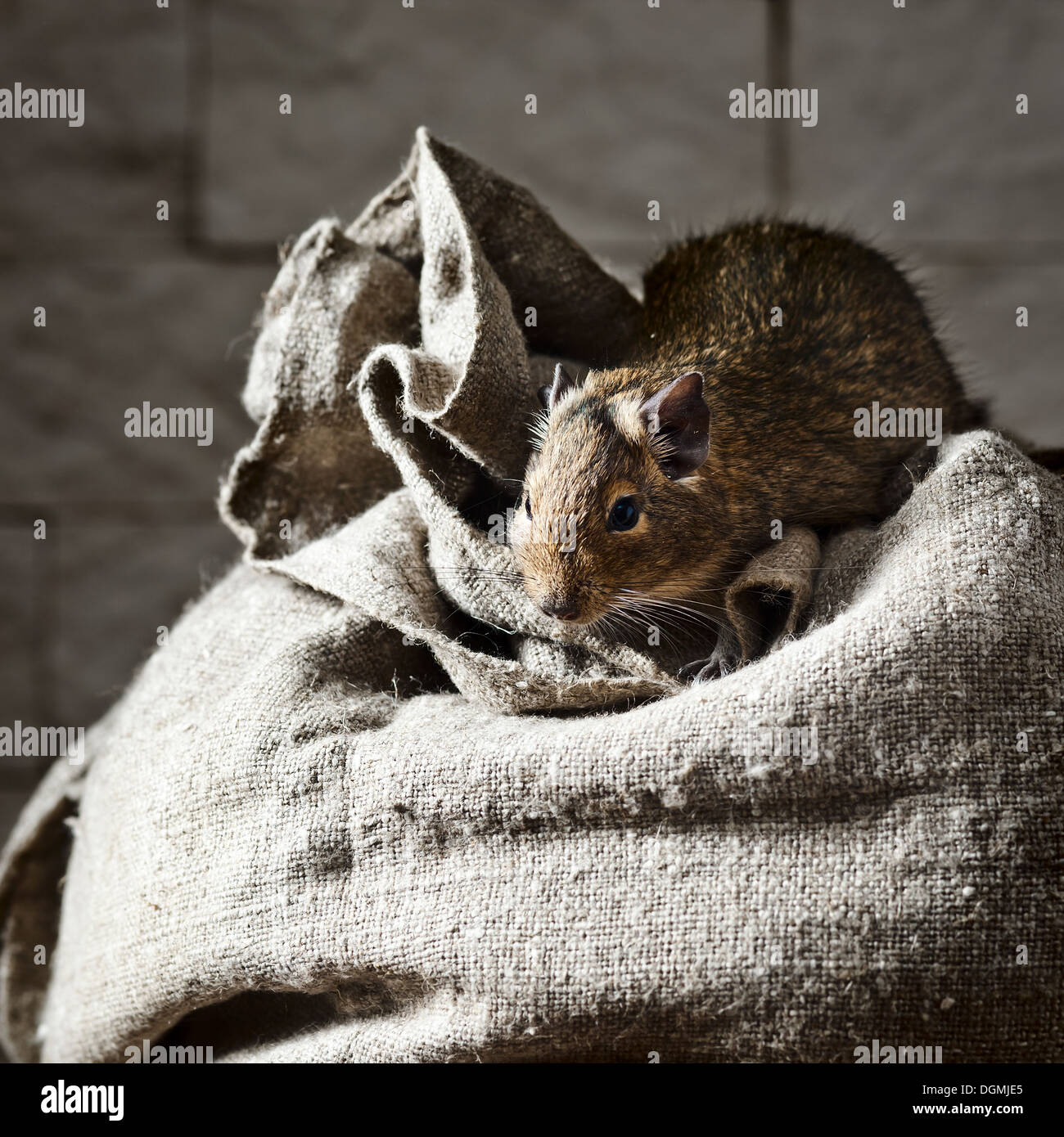 The degu (Octodon degus) is a small caviomorph rodent that is endemic ...