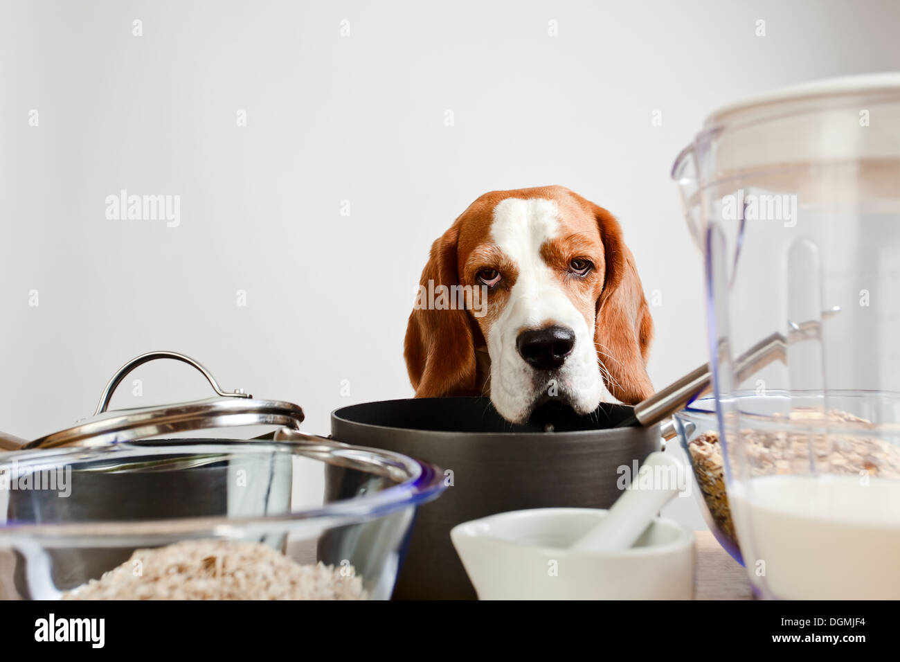 Nice beagle behind a kitchen table Stock Photo - Alamy