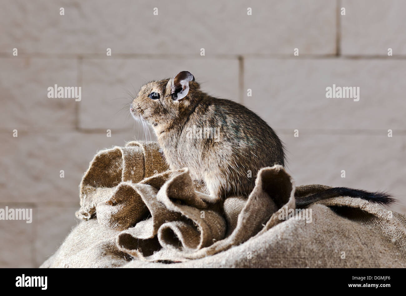 The degu (Octodon degus) is a small caviomorph rodent that is endemic ...