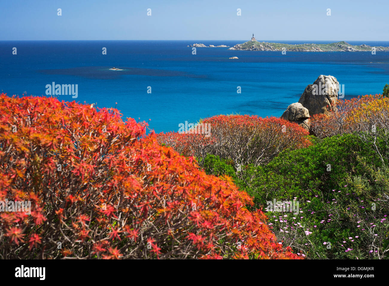 Tree Spurge (Euphorbia dendroides), growing in the Macchia above the ...