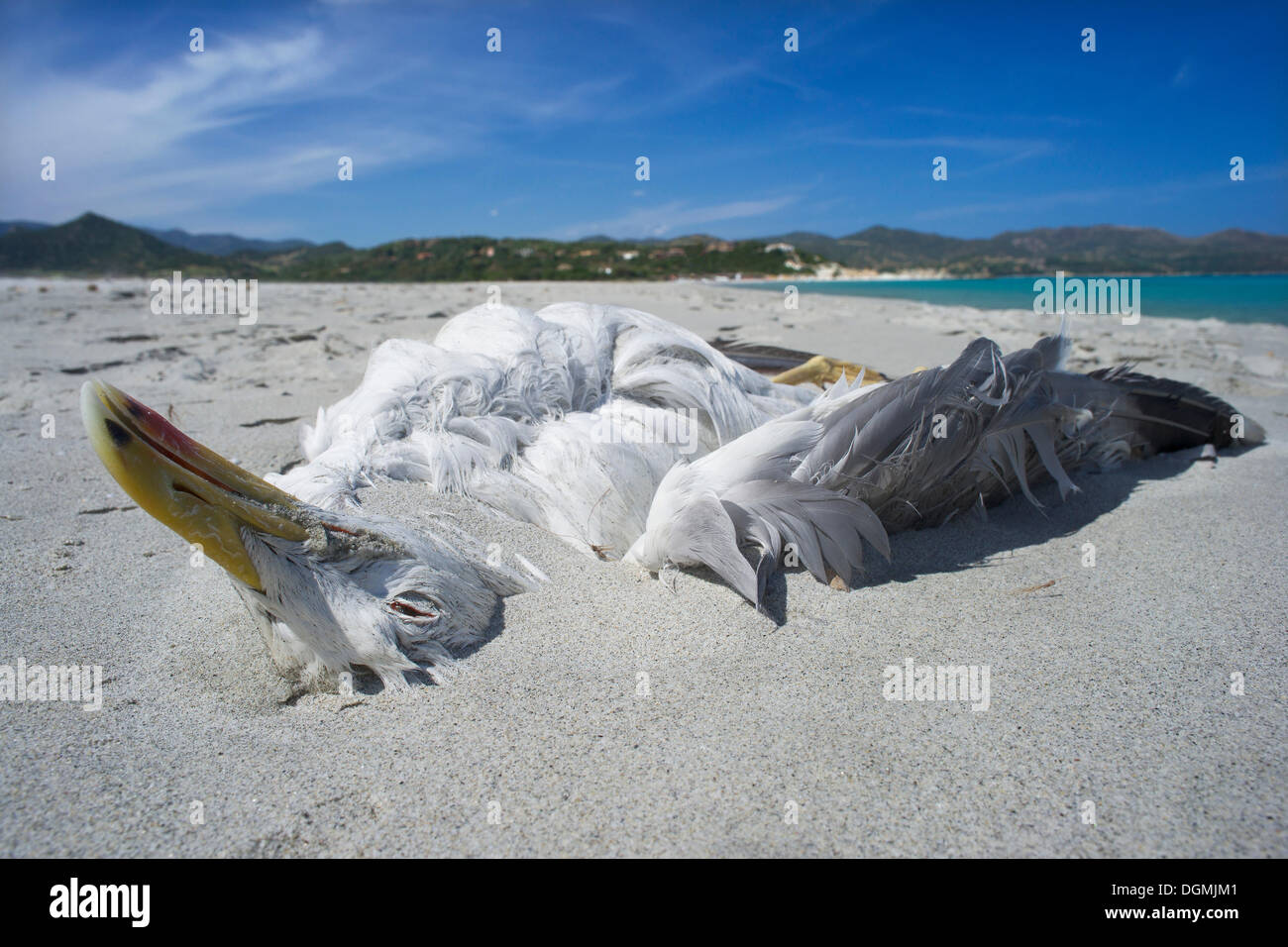 Gull deaths hi-res stock photography and images - Alamy