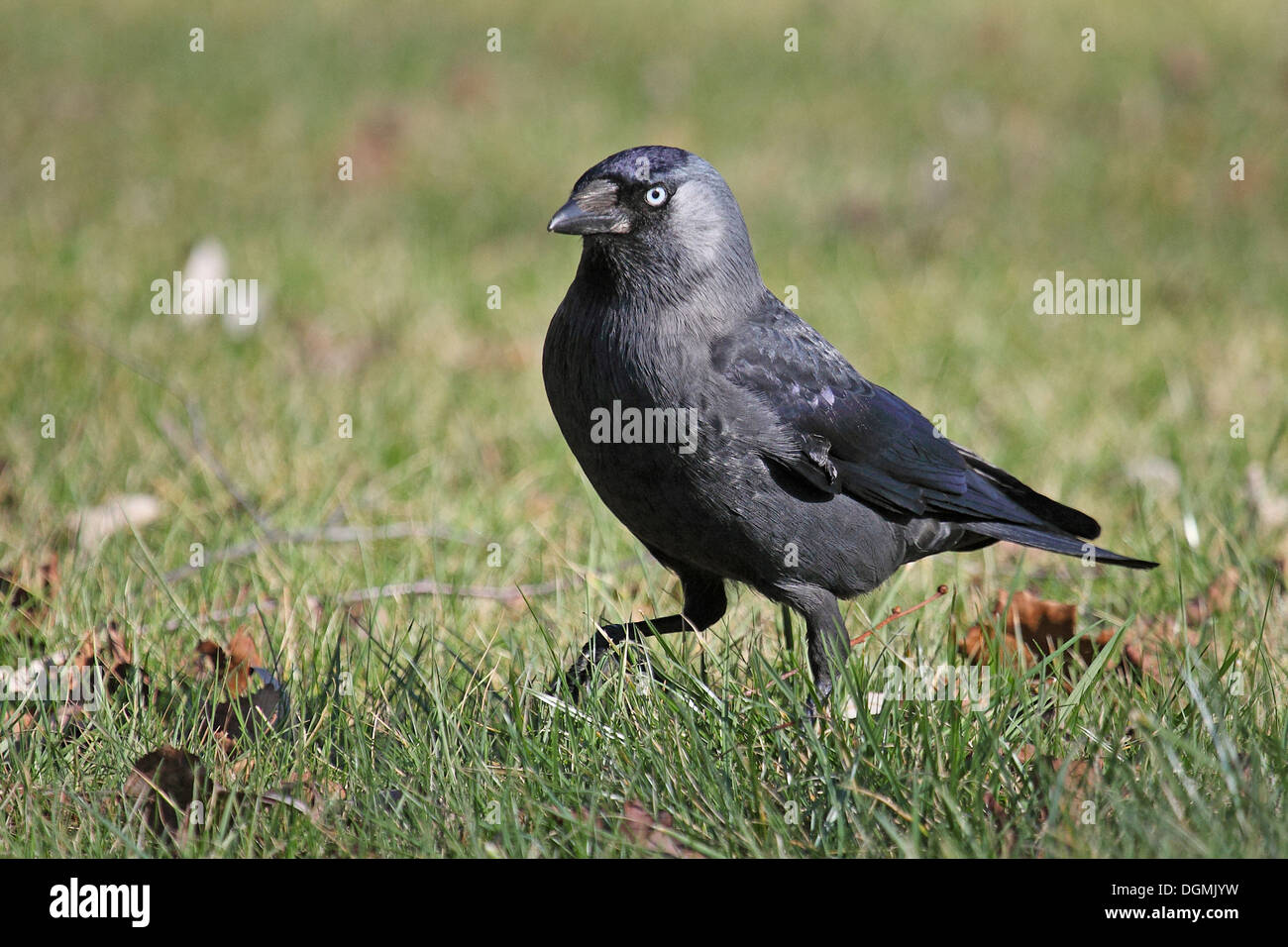 Jackdaw, Dohle, Coloeus monedula, Corvus monedula Stock Photo - Alamy