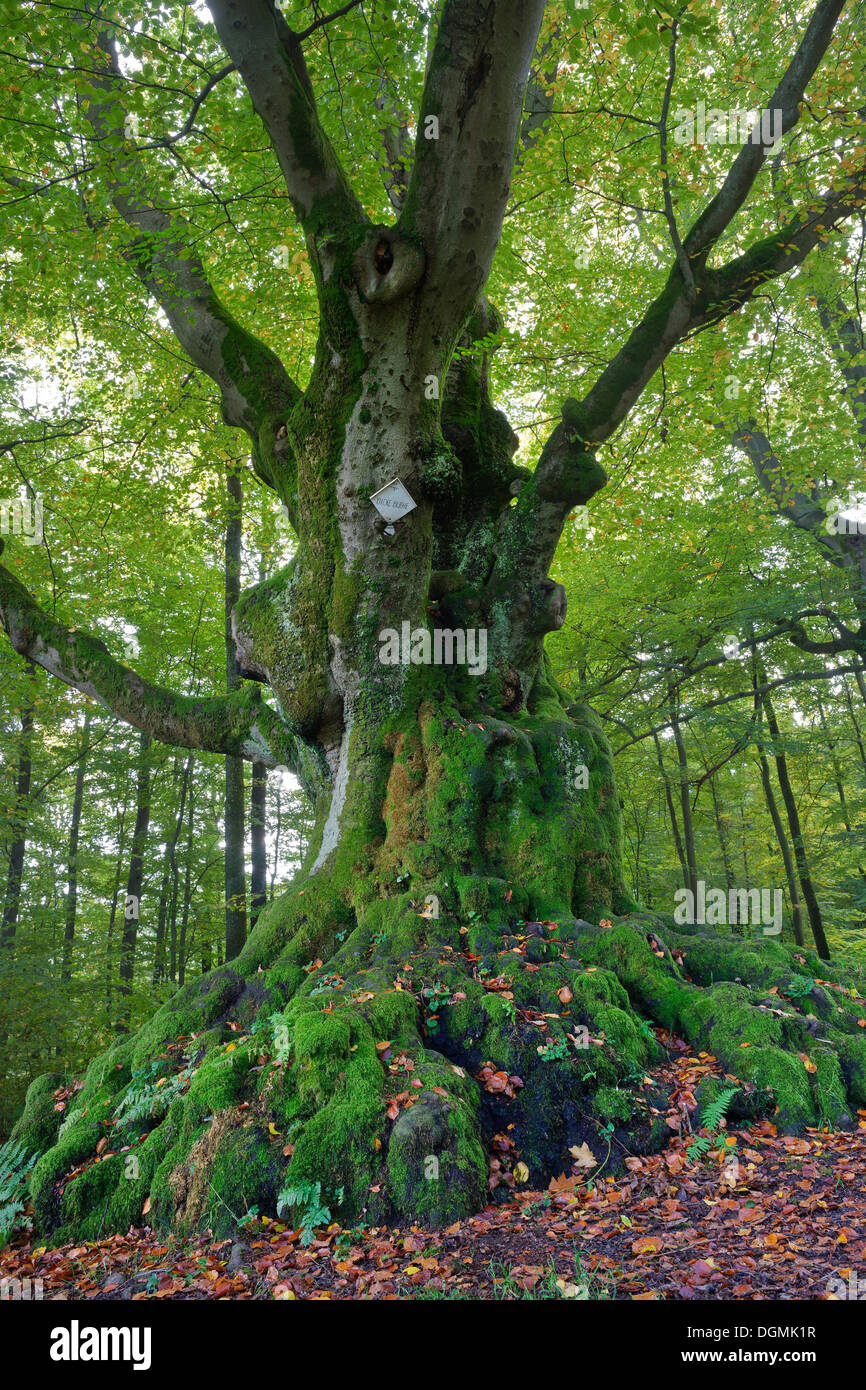 Large beech (Fagus sylvatica) near Krombach, remnant of an old hedgerow ...