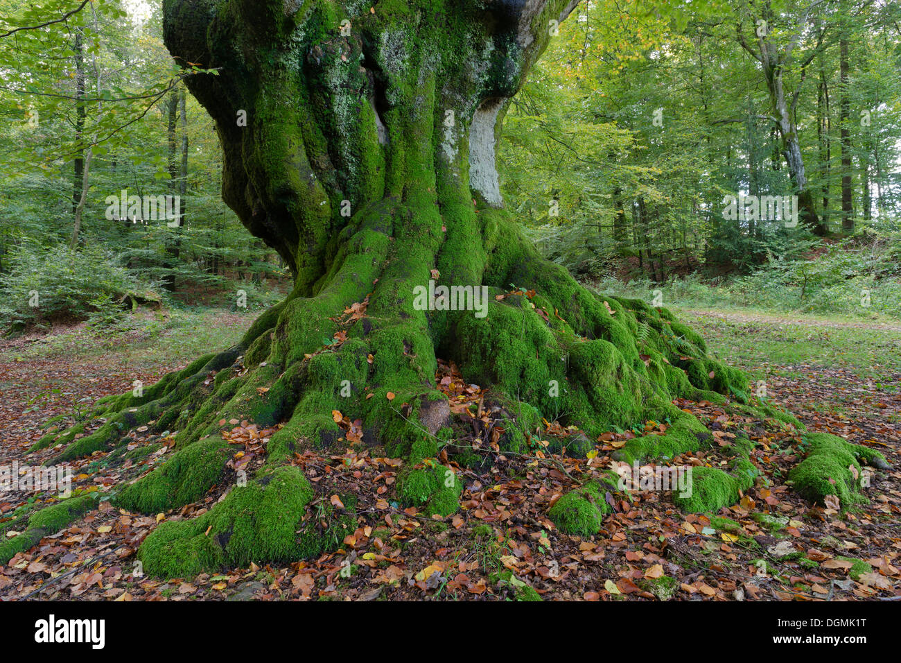 Large beech (Fagus sylvatica) near Krombach, remnant of an old hedgerow ...