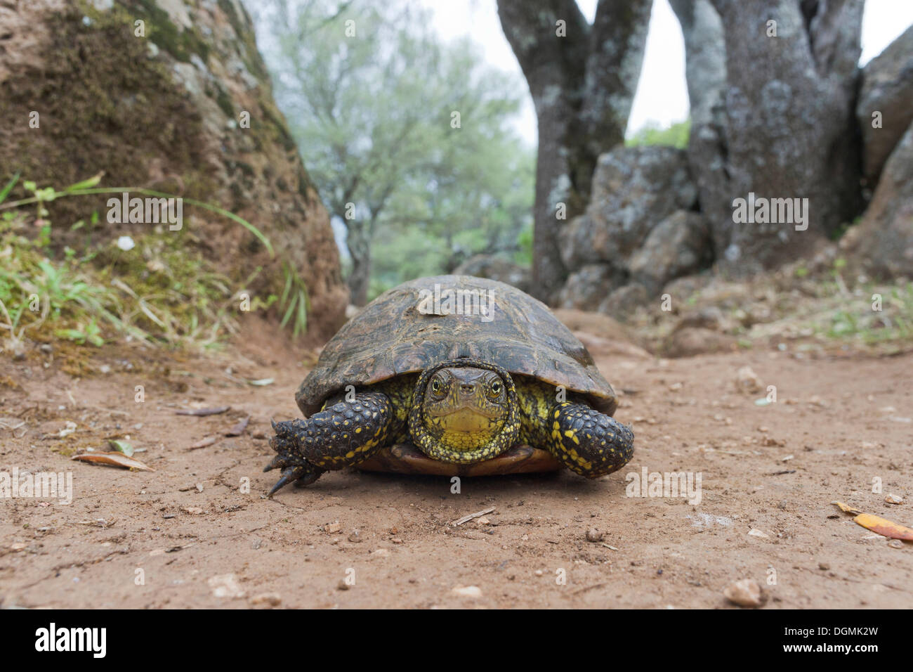 Hermann's Tortoise (Testudo hermanni), on the plateau of Giara di ...