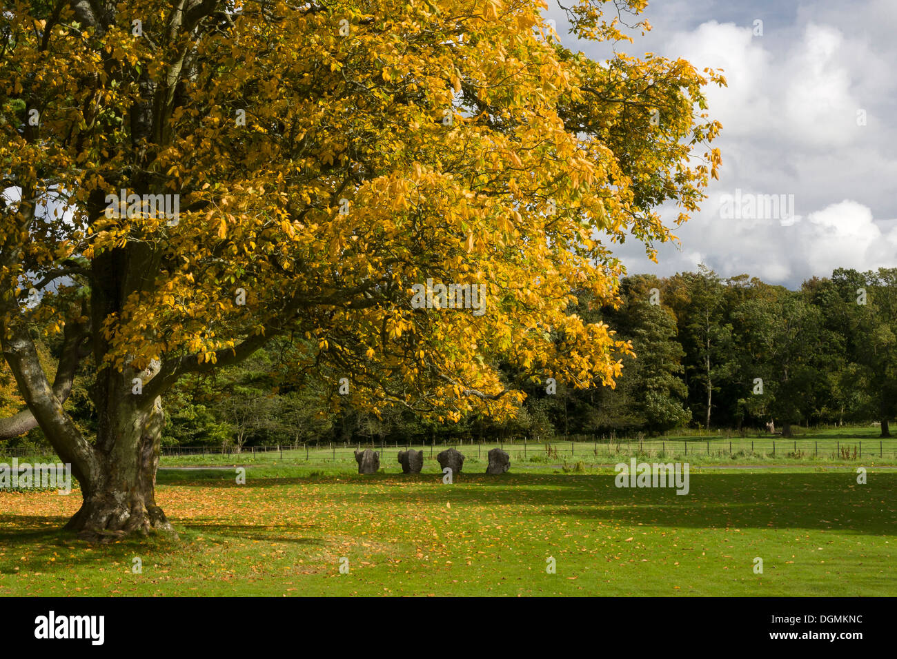 Golden Autumn Tree Stock Photo - Alamy