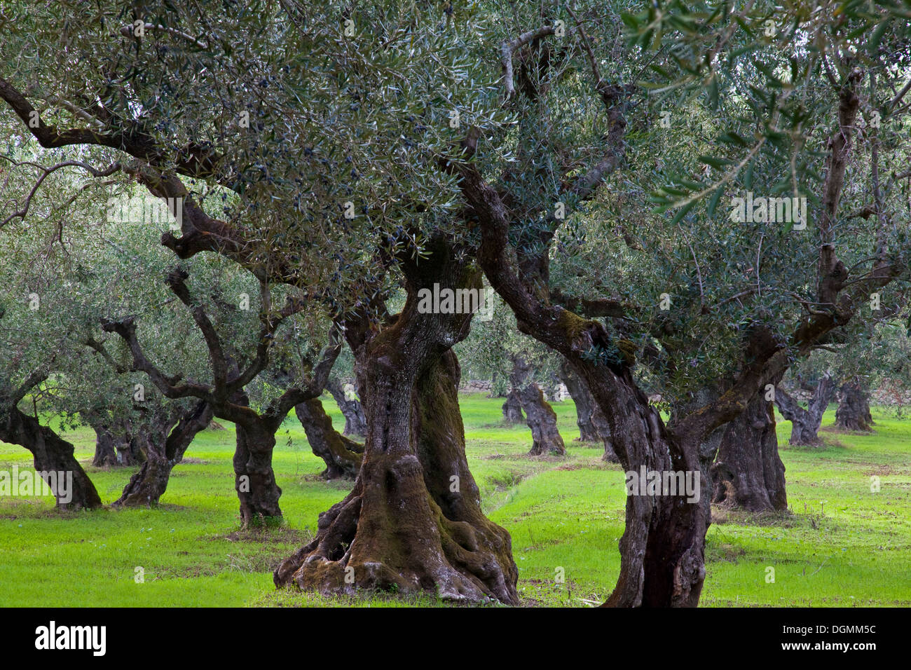 Olive trees greece hi-res stock photography and images - Alamy
