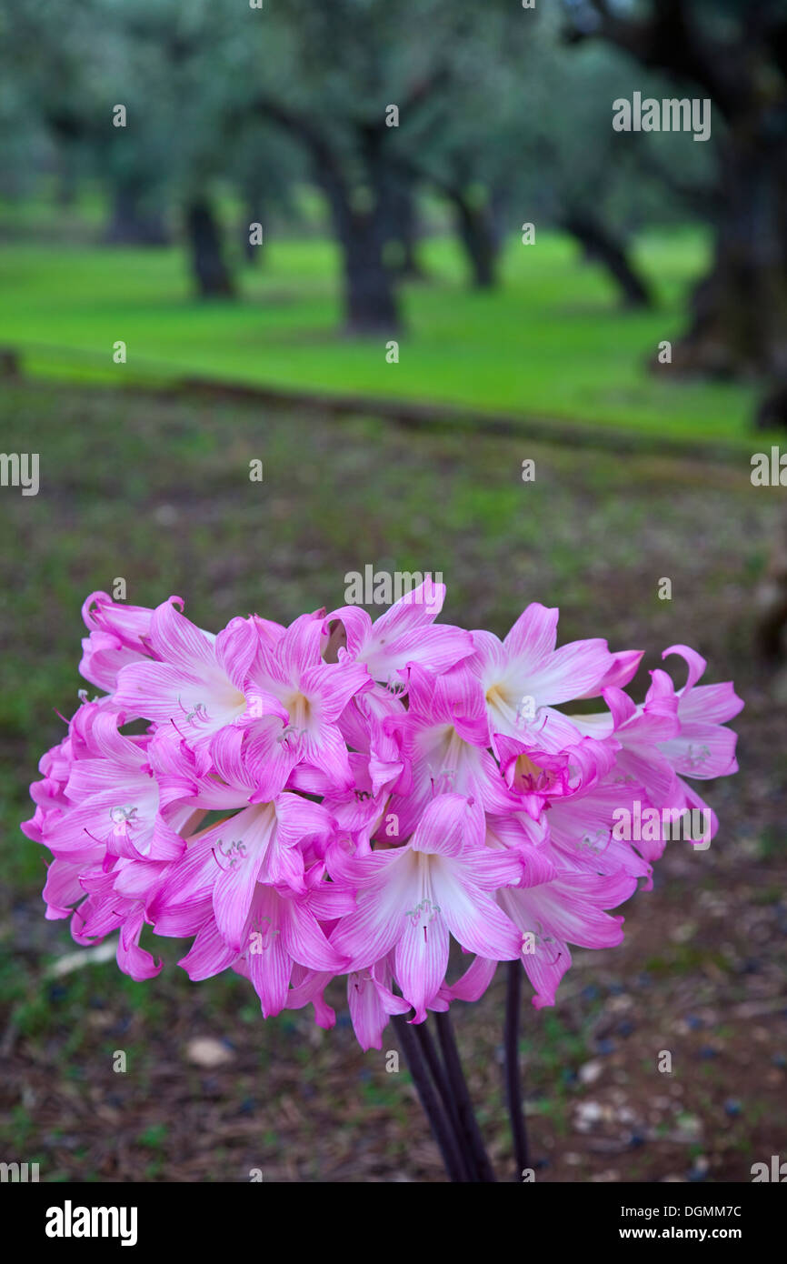 Olive trees and wild flowers hi-res stock photography and images - Alamy