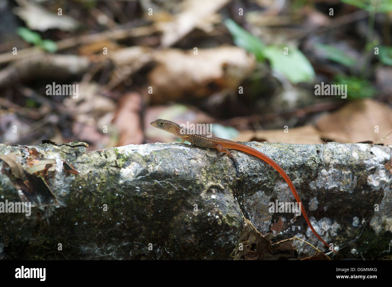 Cercosaura ocellata bassleri hi-res stock photography and images - Alamy