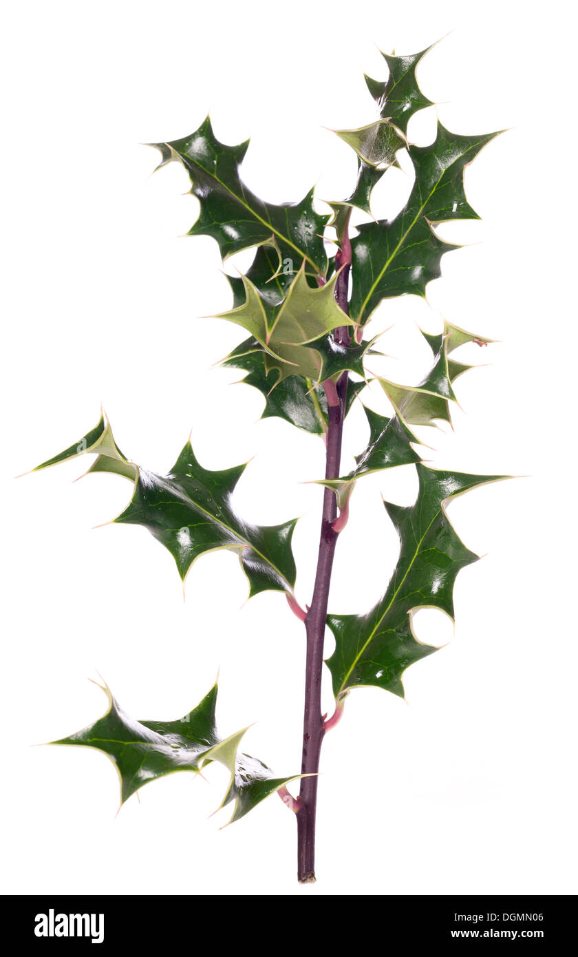 Holly Bush Cut Out High Resolution Stock Photography and Images - Alamy