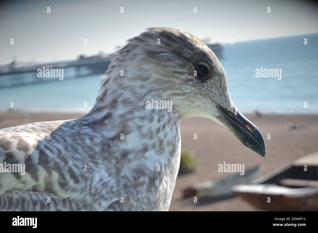 Seagull looking down, rather close up shot Stock Photo - Alamy