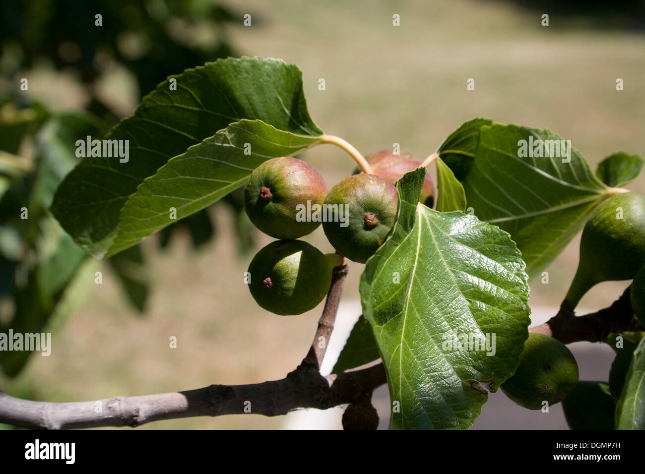 French figs hi-res stock photography and images - Alamy