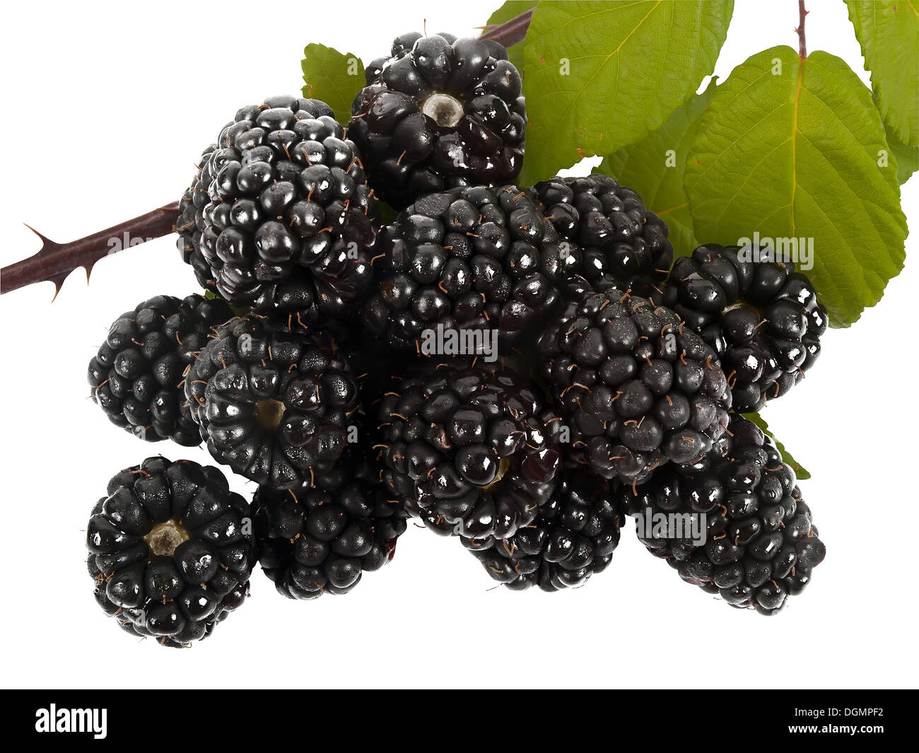 fresh blackberries isolated on white backgrounds Stock Photo - Alamy