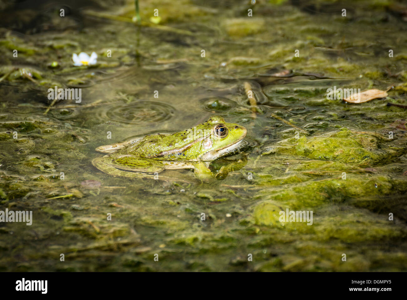 frog with tiny flies on her head, surrounded with moss, in a river ...