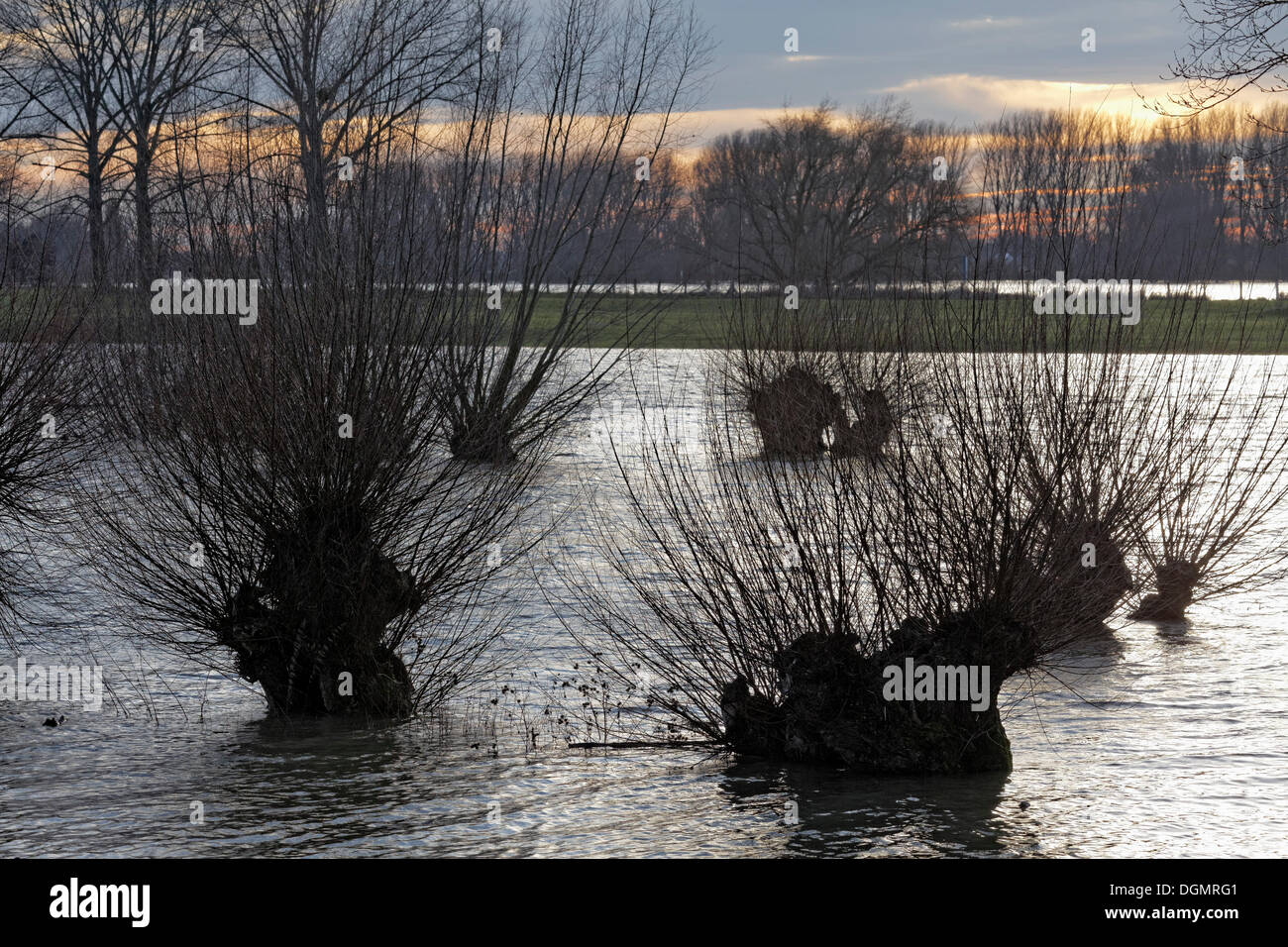 Pollarded willows (Salix sp.) during high water on the Lower Rhine ...