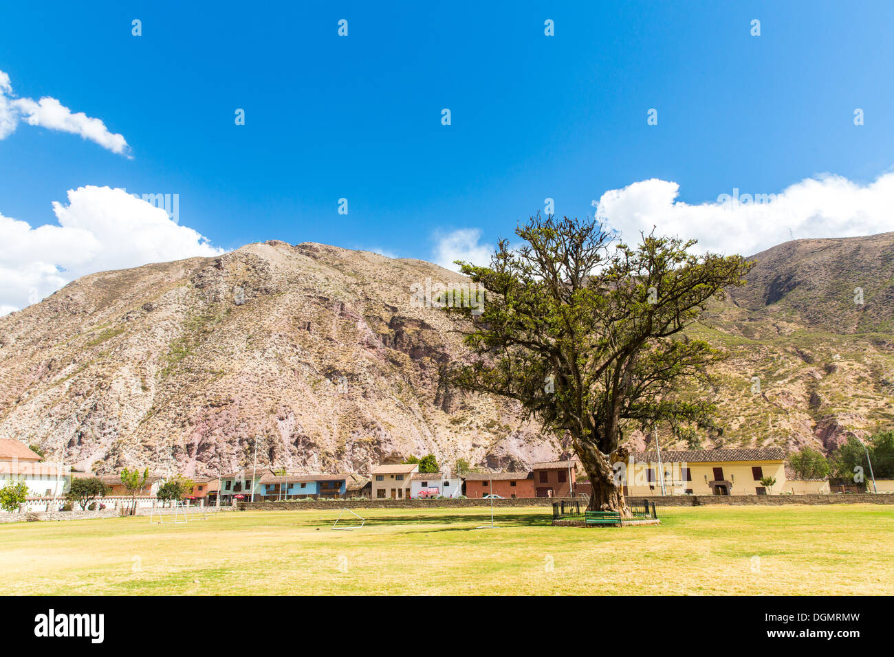 Large lonely tree in South America,PERU against blue sky on a sunny day ...