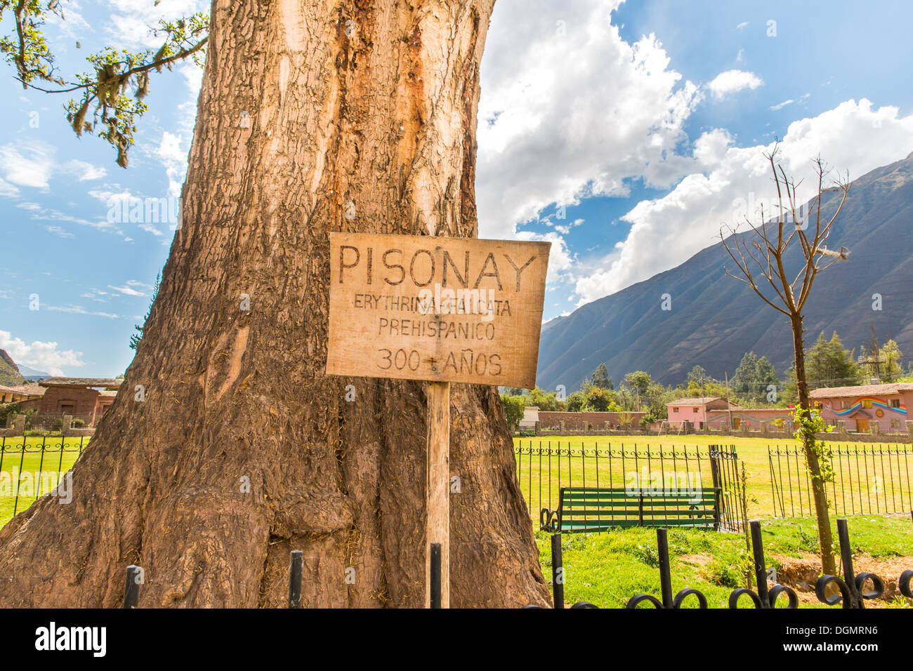 Old lonely tree in peruvian desert in South America,PERU against blue ...
