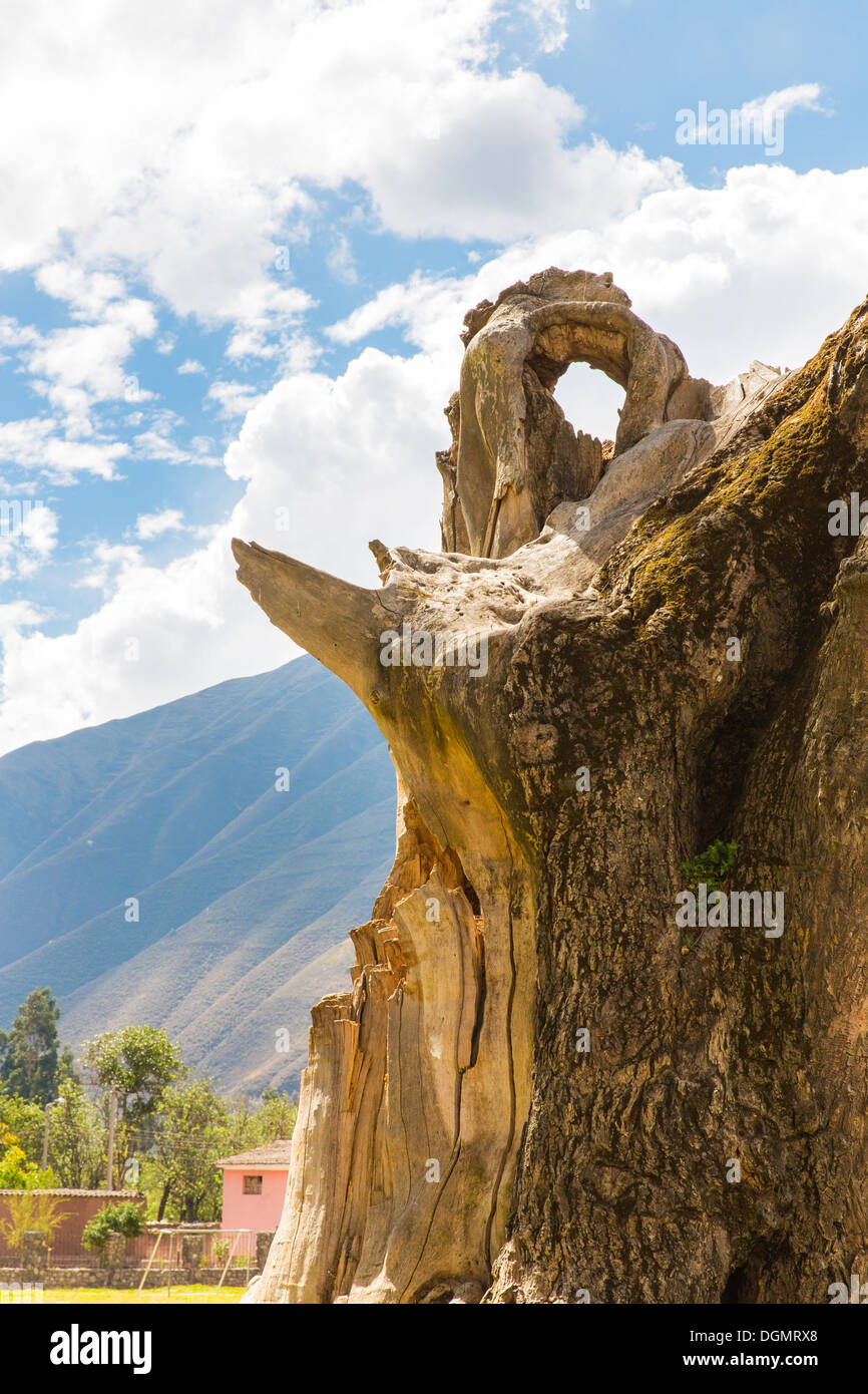 Old lonely tree in peruvian desert in South America,PERU against blue ...