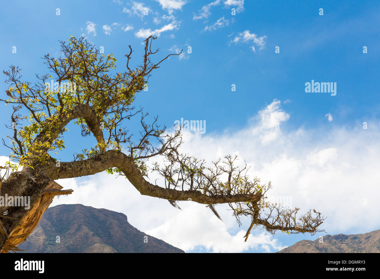 Large lonely tree in peruvian desert in South America,PERU against blue ...