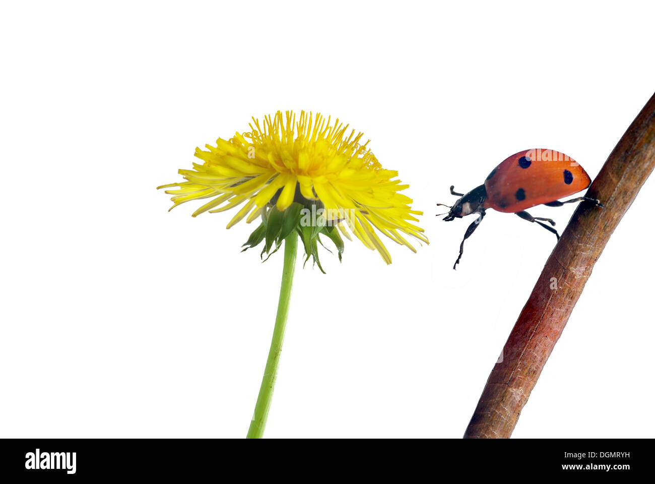 crossing from stem on flower ladybug Stock Photo - Alamy