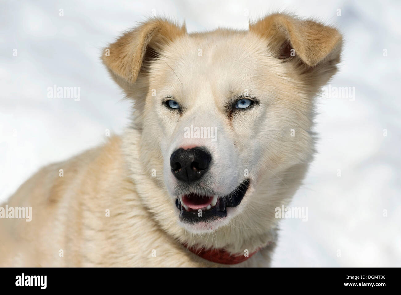 An Alaskan husky, portrait, Langfjordbotn, Alta, Finnmark, Norway ...