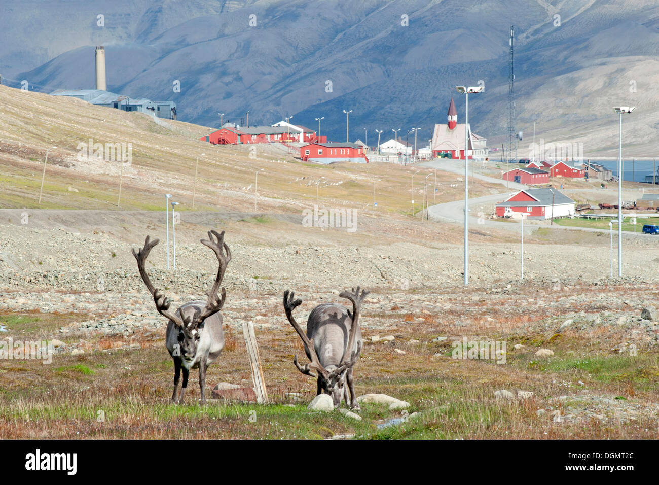 Svalbard reindeer (Rangifer tarandus platyrhynchus) with church and old ...