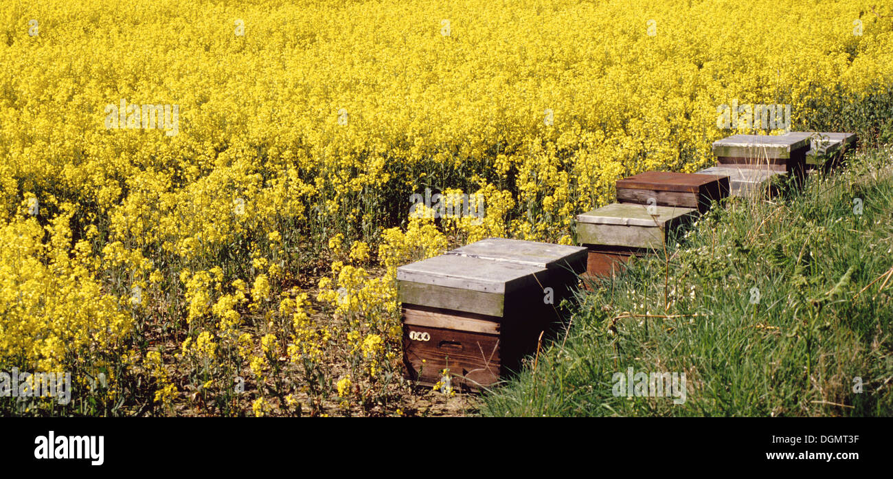 Bee hives in a field of oil seed rape. The farmer has had the bees put ...