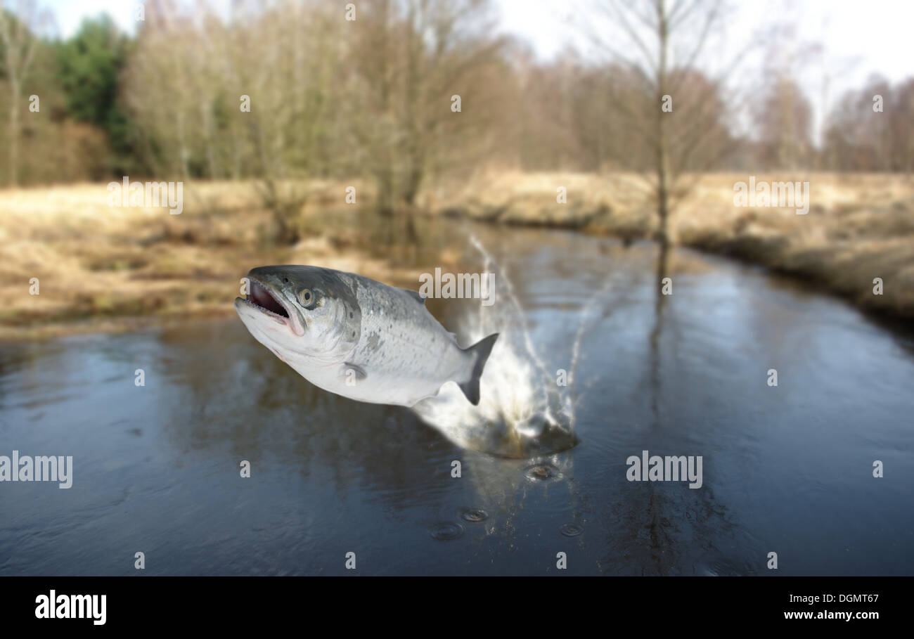 Fish jumping out river hi-res stock photography and images - Alamy