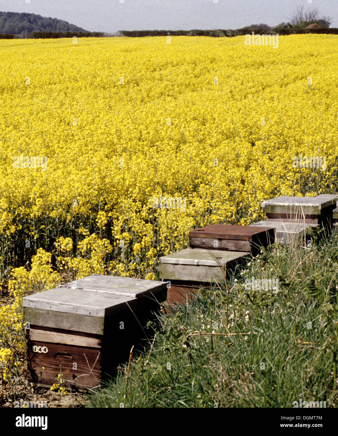 Bee hives in a field of oil seed rape. The farmer has had the bees put ...