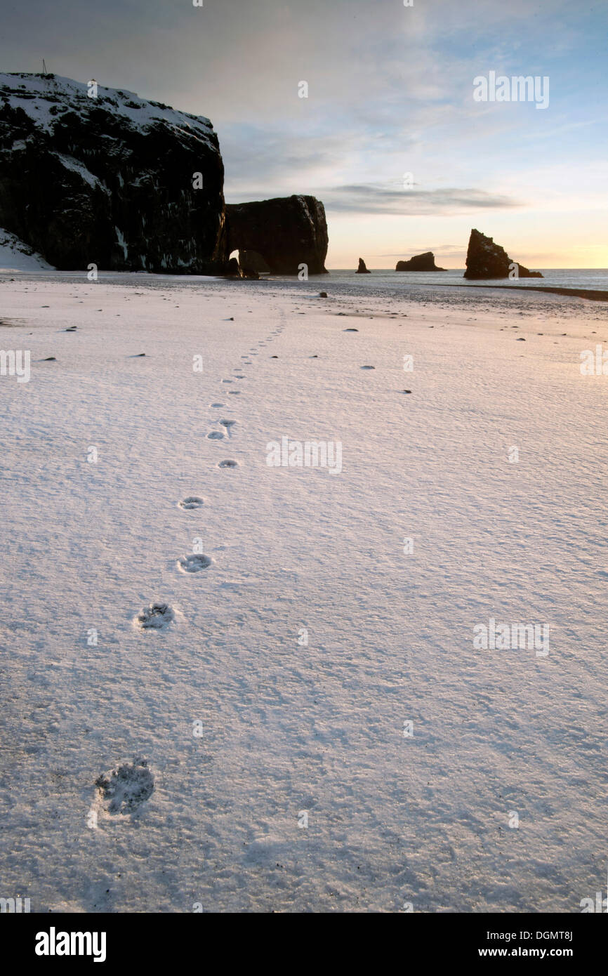 Arctic fox tracks in snow hi-res stock photography and images - Alamy