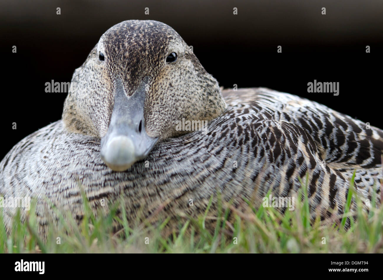 Common Eider (Somateria mollissima), brooding female, Longyearbyen ...