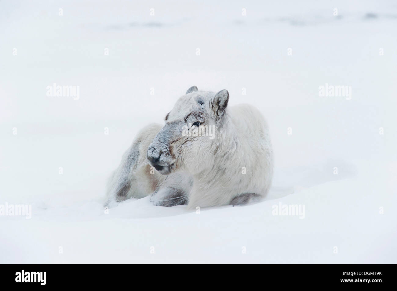 Svalbard Reindeer (Rangifer tarandus platyrhynchu) without antlers in a ...