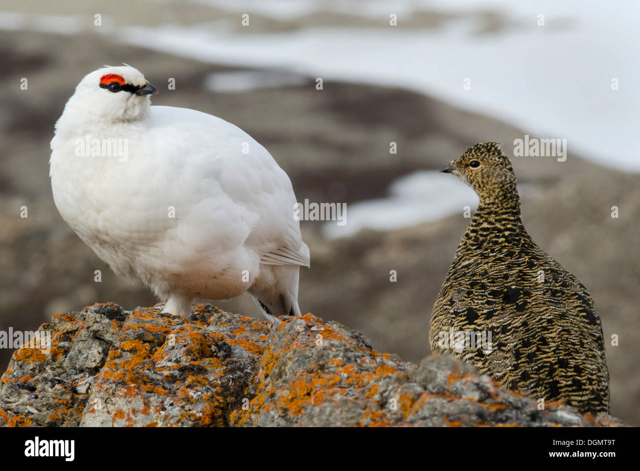Svalbard Rock Ptarmigan (Lagopus muta hyperborea), couple, male in ...