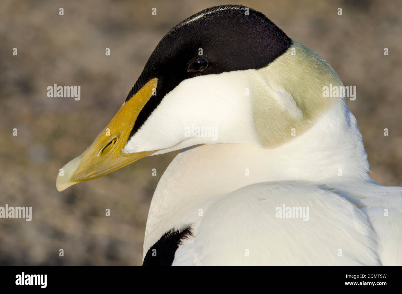 Common Eider (Somateria mollissima), male in breeding plumage, portrait ...