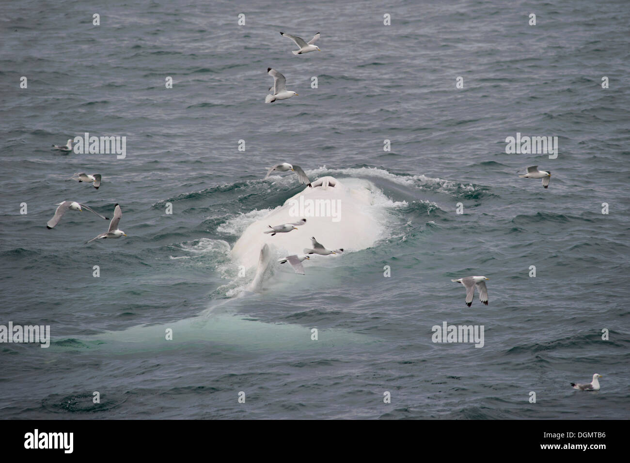 Rare, possibly the only, white Humpback Whale (Megaptera novaeangliae ...