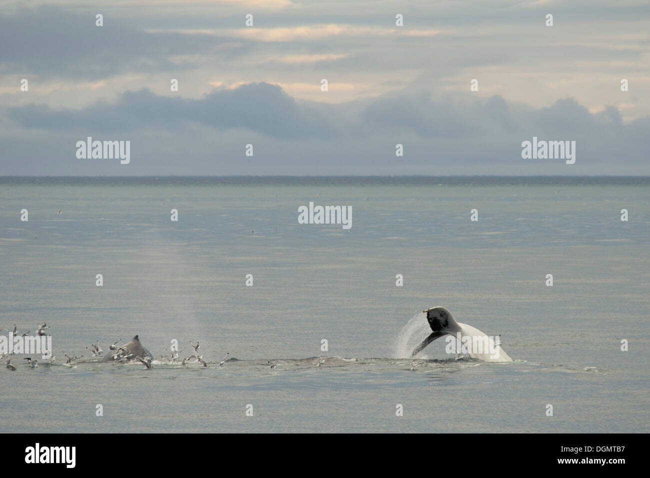White humpback whale hi-res stock photography and images - Alamy