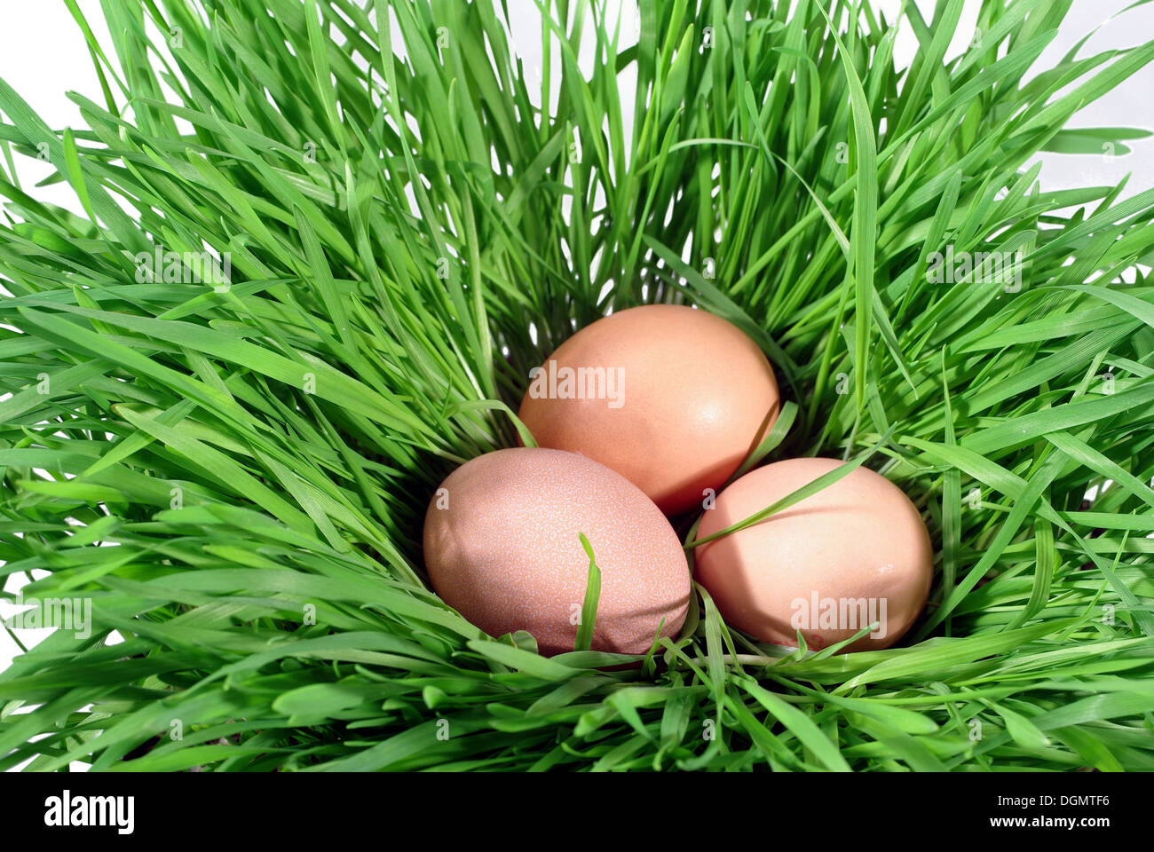 three eggs in grass on white background Stock Photo - Alamy