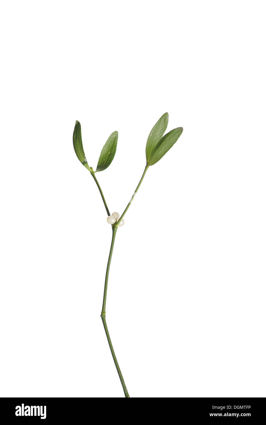 photo of mistletoe on white background Stock Photo - Alamy