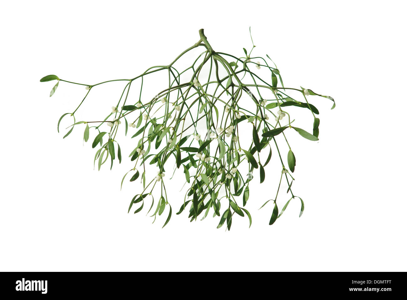 photo of mistletoe on white background Stock Photo - Alamy