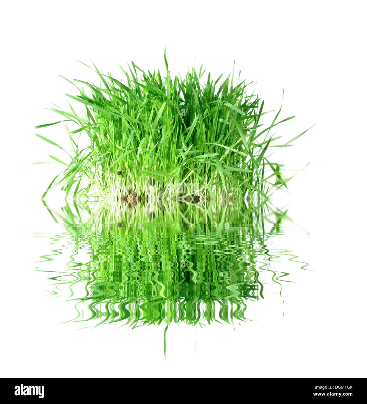 From the roots up Cut Out Stock Images & Pictures - Alamy