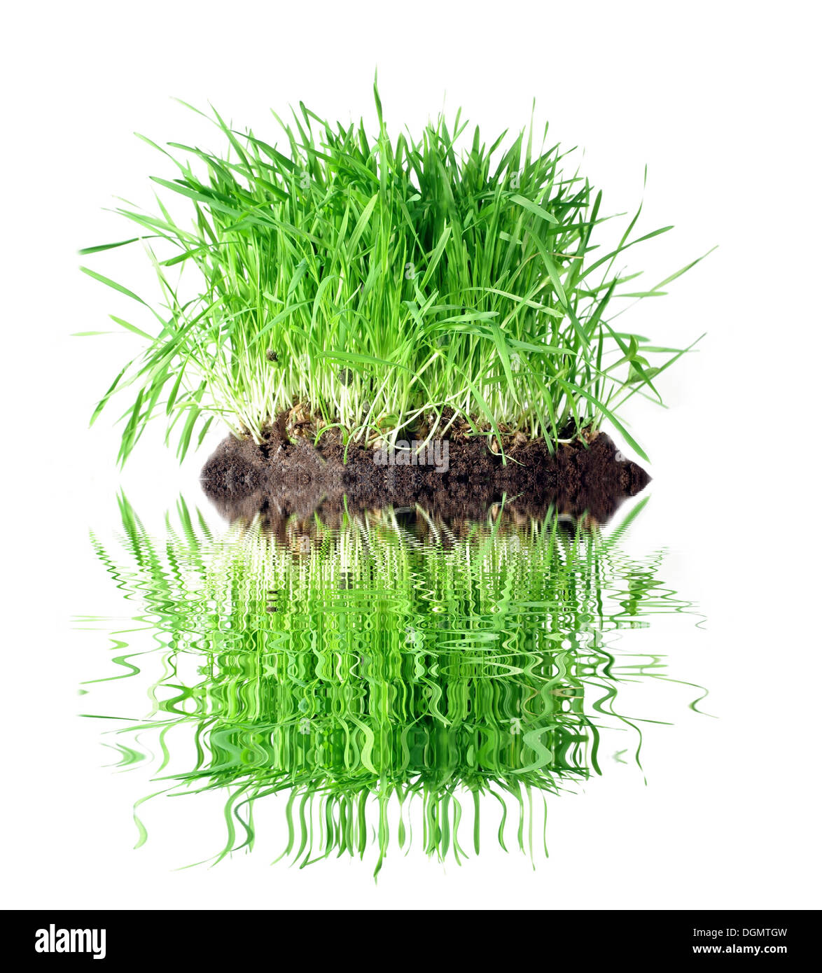 grass with roots on white background Stock Photo - Alamy