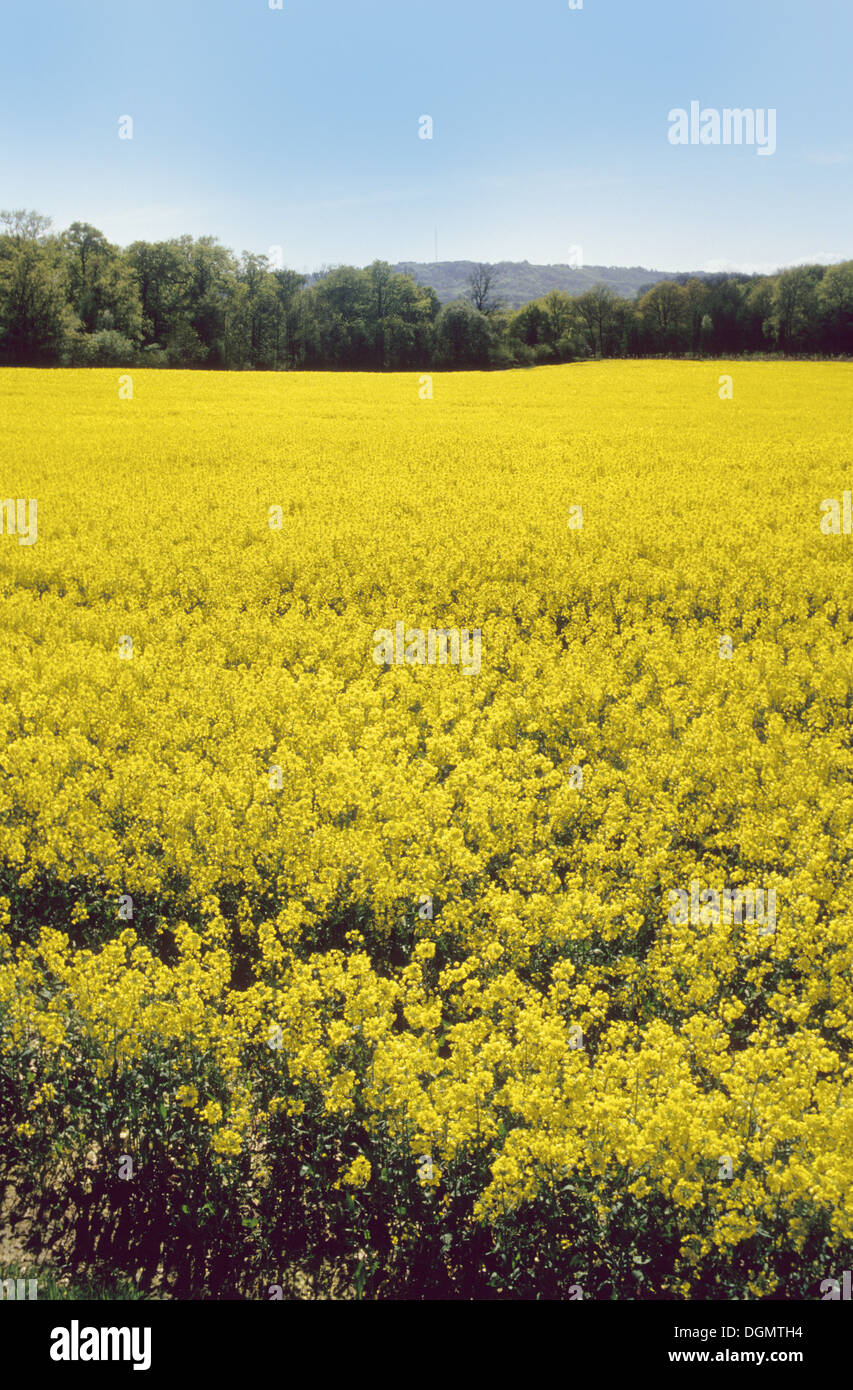 Oil seed rape farm crop uk Stock Photo - Alamy