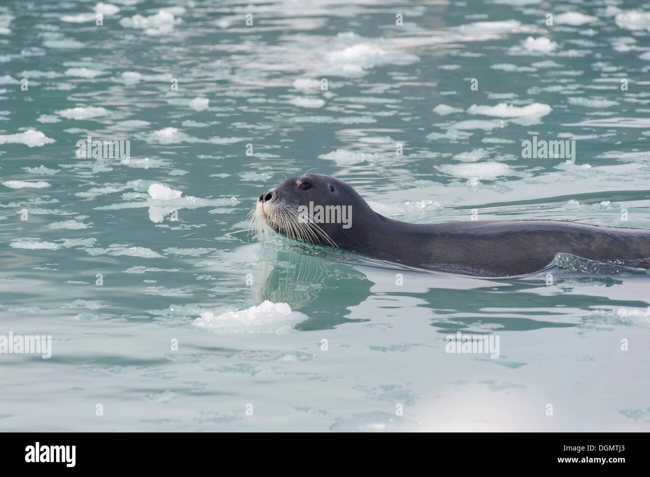 Bearded Seals Stock Photos & Bearded Seals Stock Images - Alamy