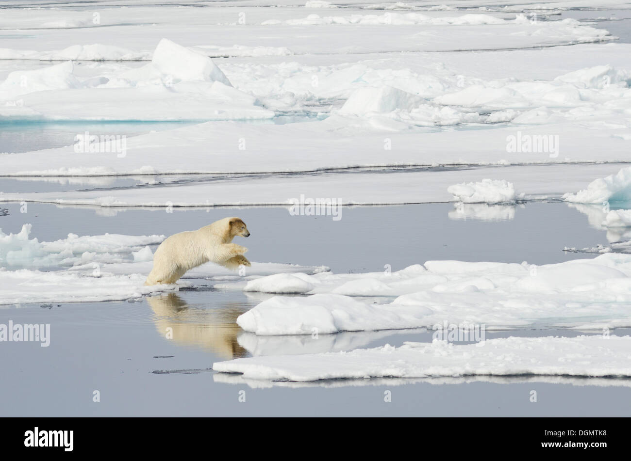 Polar Bear (Ursus maritimus) with a blood-stained brown coloured head ...