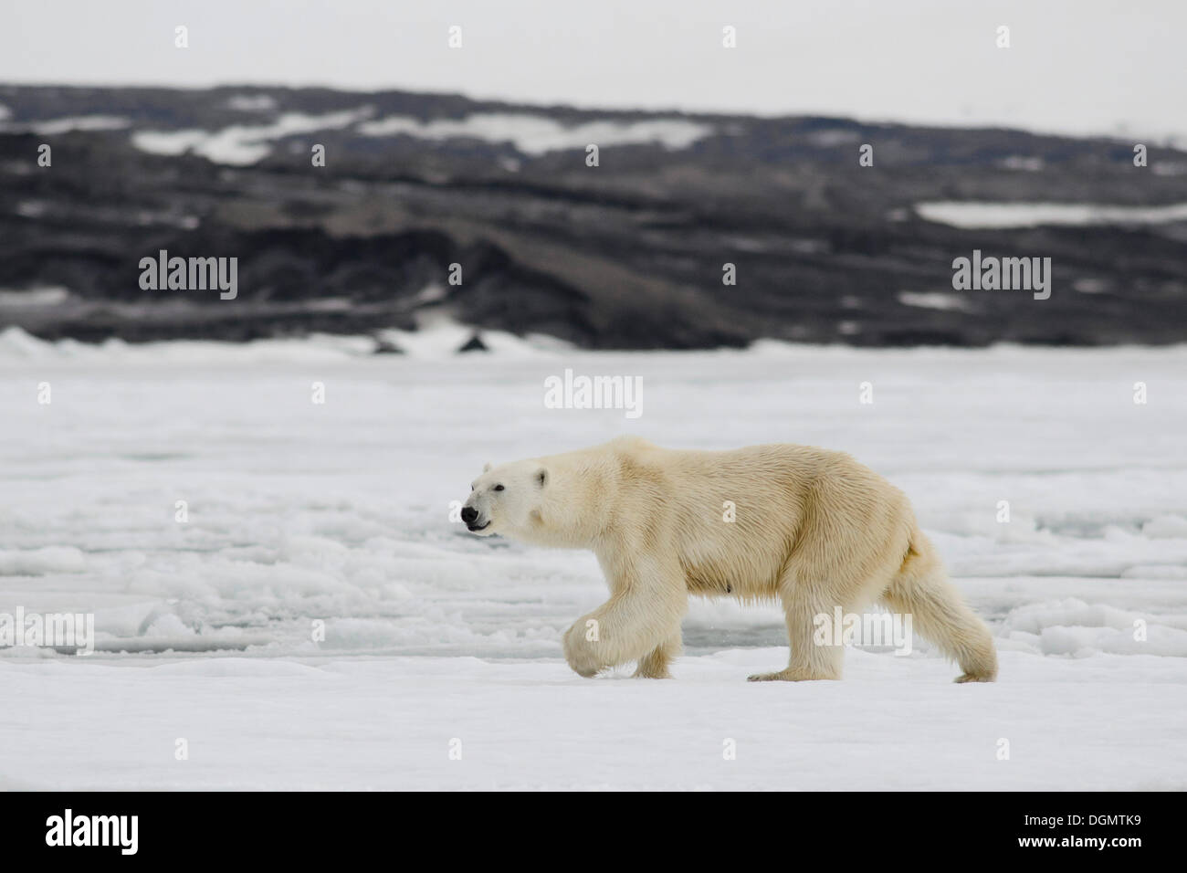 Lean Bear High Resolution Stock Photography and Images - Alamy