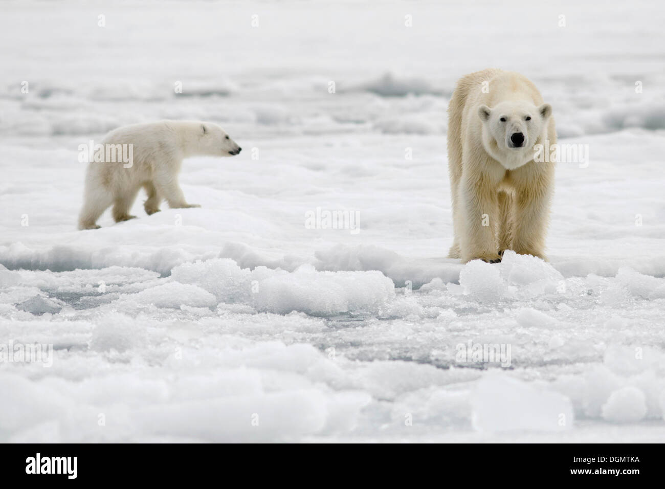 Lean female Polar Bear (Ursus maritimus) with a lean cub, Bjørnesund ...