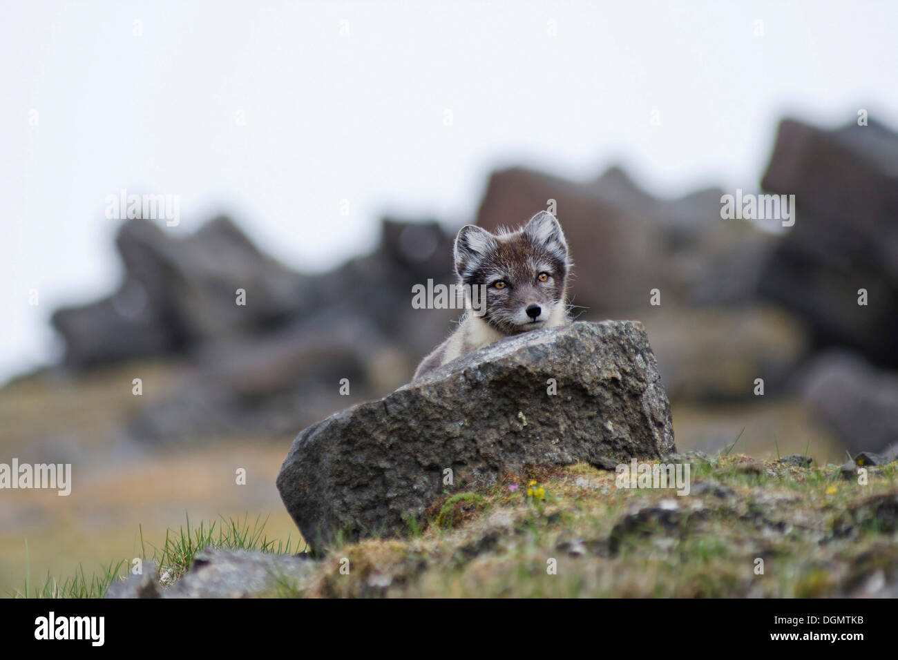 Lagopus alopex hi-res stock photography and images - Alamy