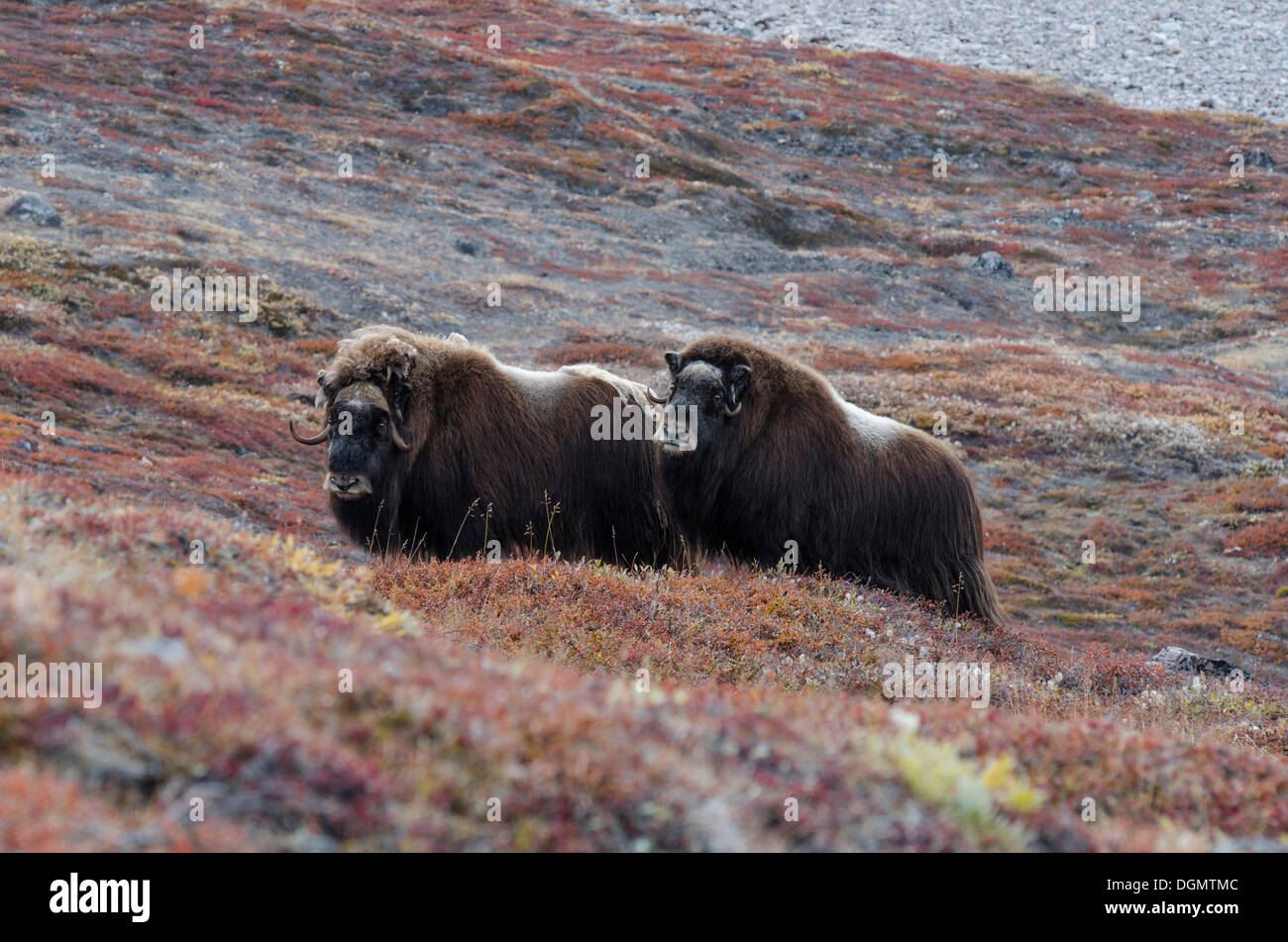 Arctic Tundra Musk Ox